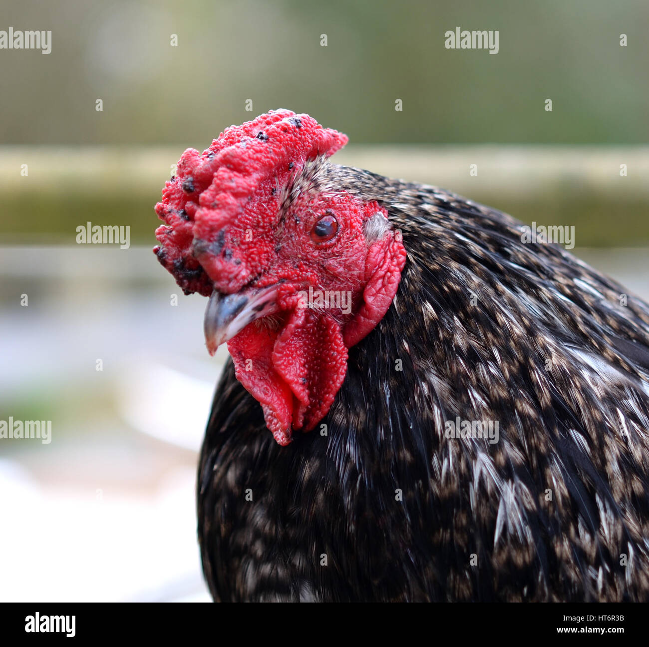 Black cockerel posing for the camera Stock Photo - Alamy