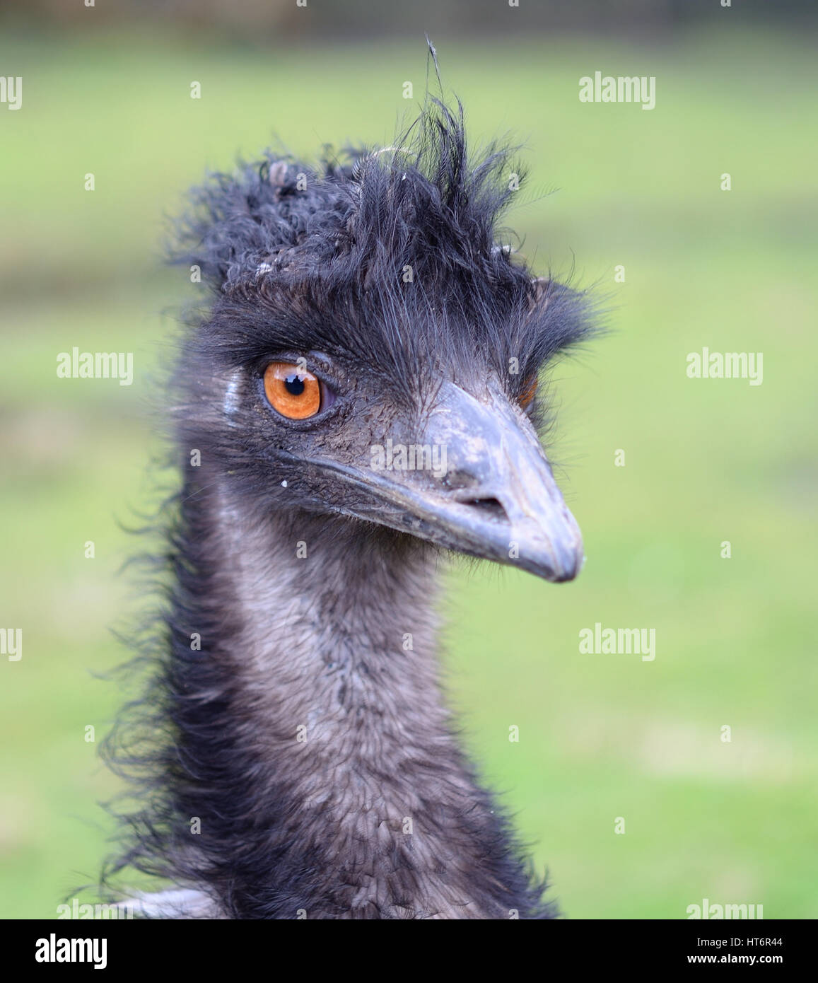 Emu face, yellow eyes Stock Photo - Alamy