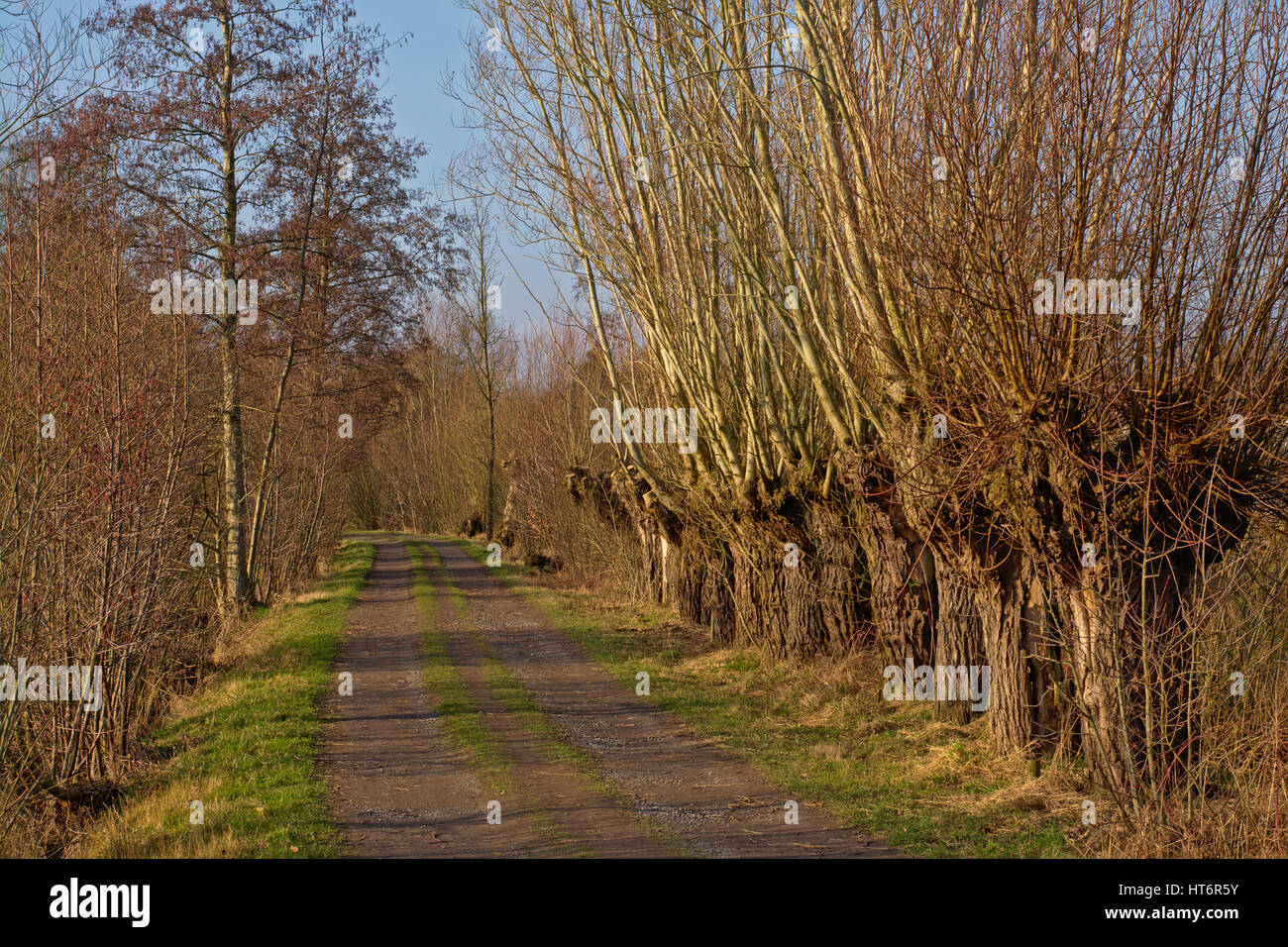 Green path in the Flemish countryside with a row of bare pollarded ...