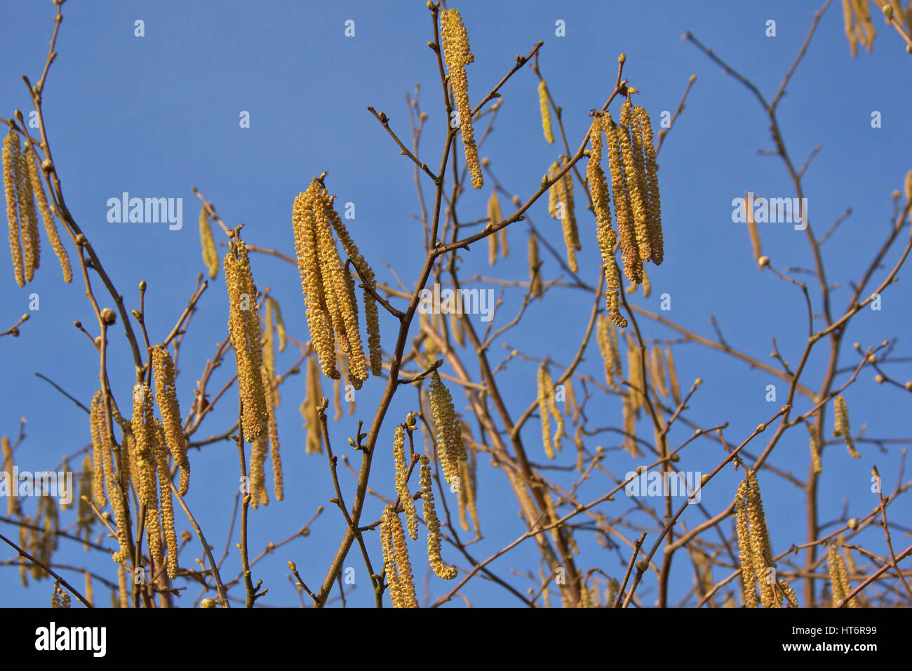 Young male hazel catkins on a clear blue sky background - Corylus ...