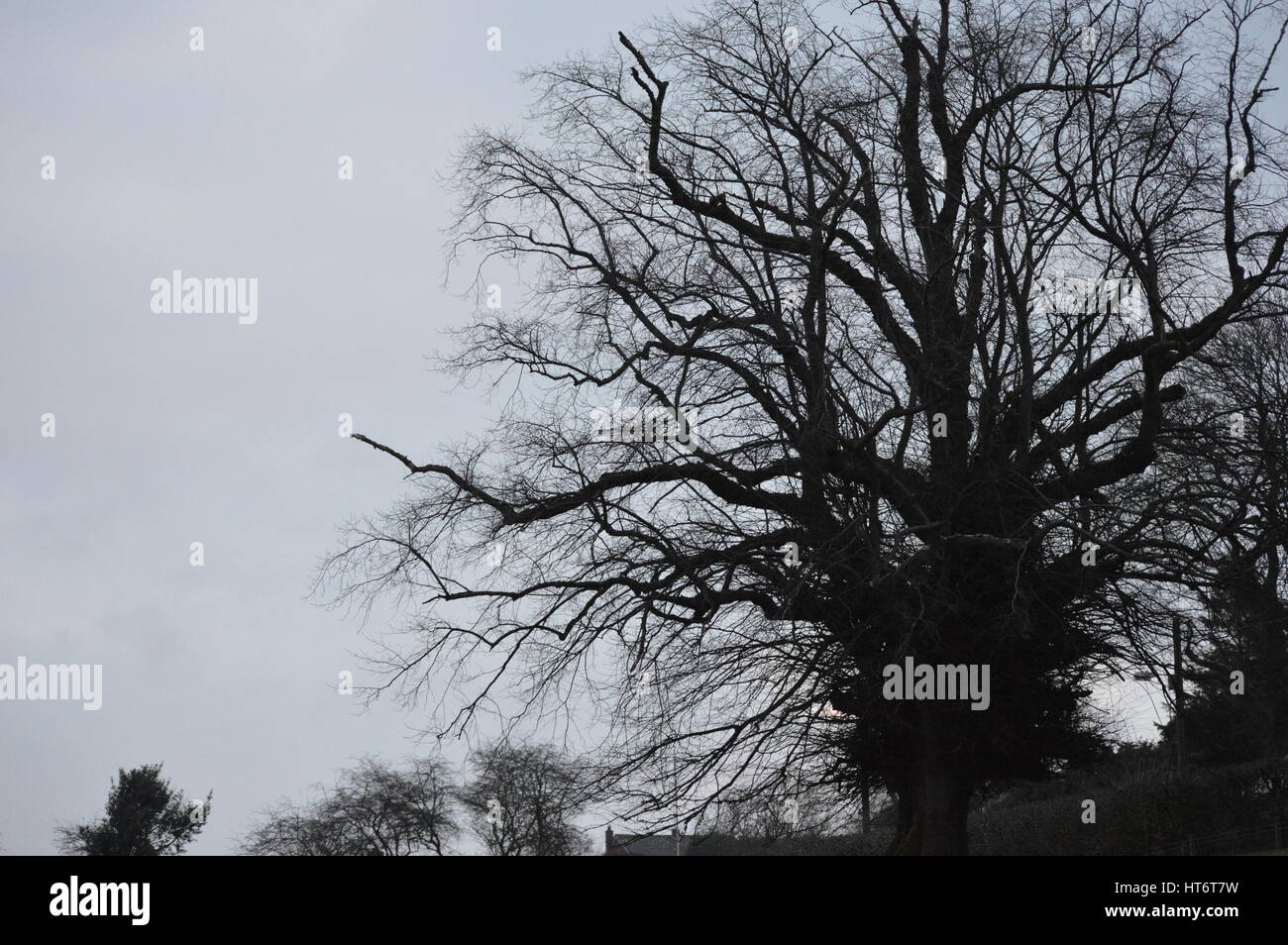 A tree in winter Stock Photo - Alamy