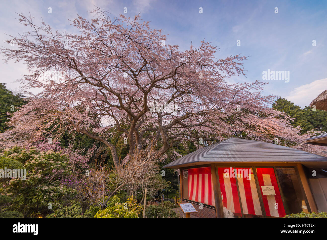 Large Weeping Cherry Tree in spring,Japan Stock Photo - Alamy