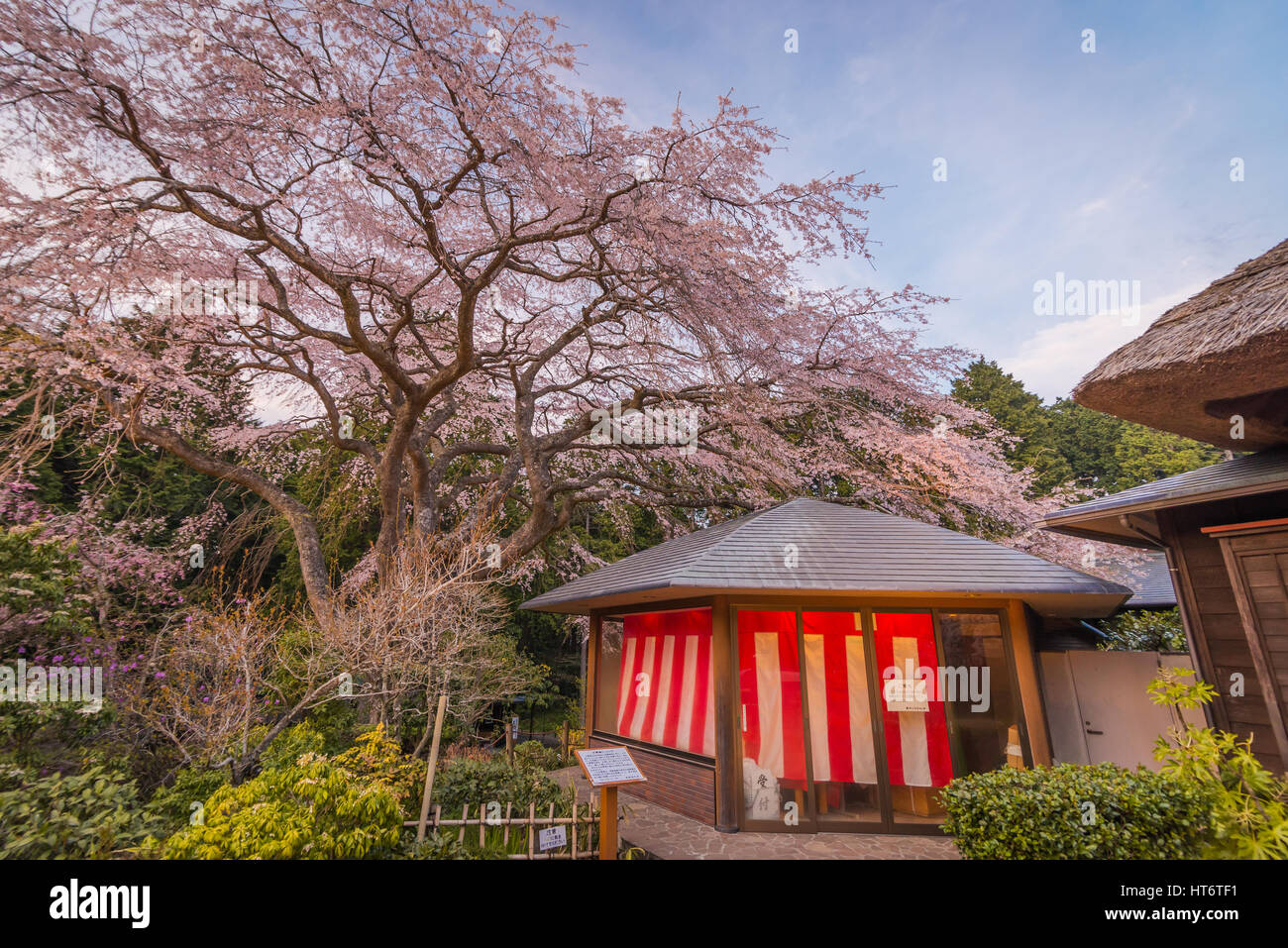 Large Weeping Cherry Tree in spring,Japan Stock Photo - Alamy