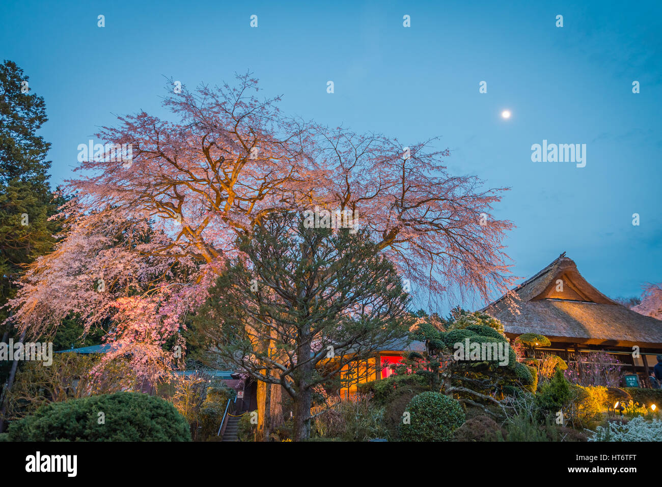 Large Weeping Cherry Tree in spring,Japan Stock Photo - Alamy