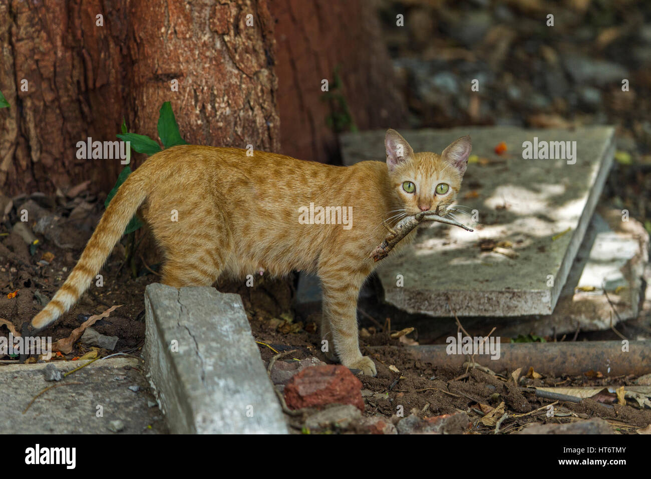 A domestic cat with a lizard prey Stock Photo - Alamy