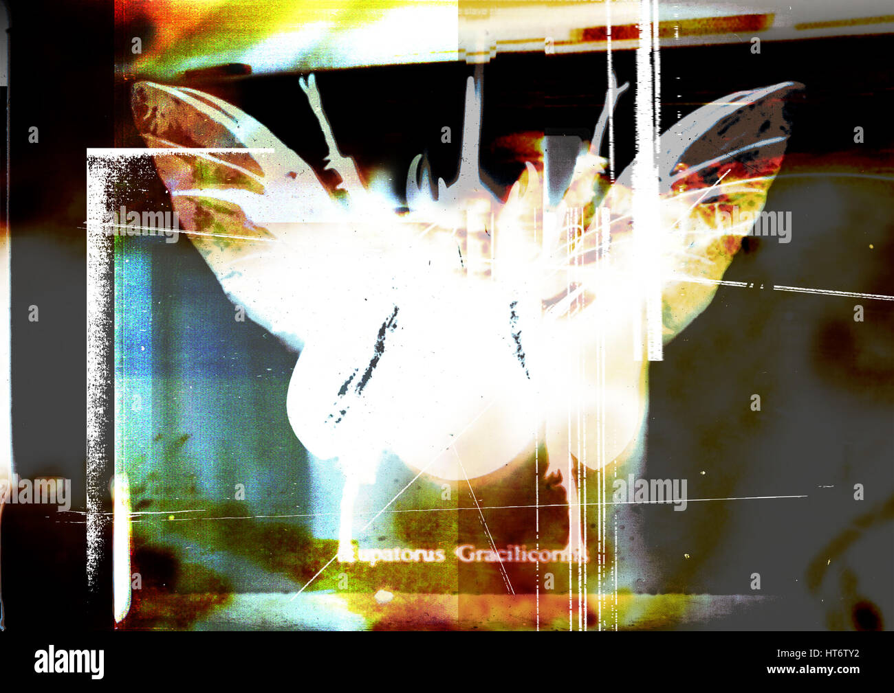 arrangement,art,bug,close-up,color,colour,complex,layer,concept ...