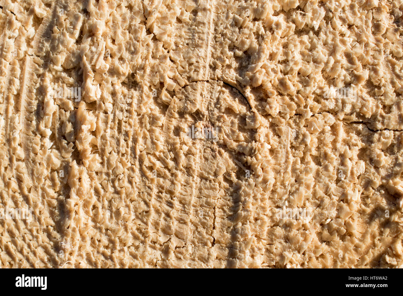 Closeup Detail of Tamarack Log End Stock Photo - Alamy