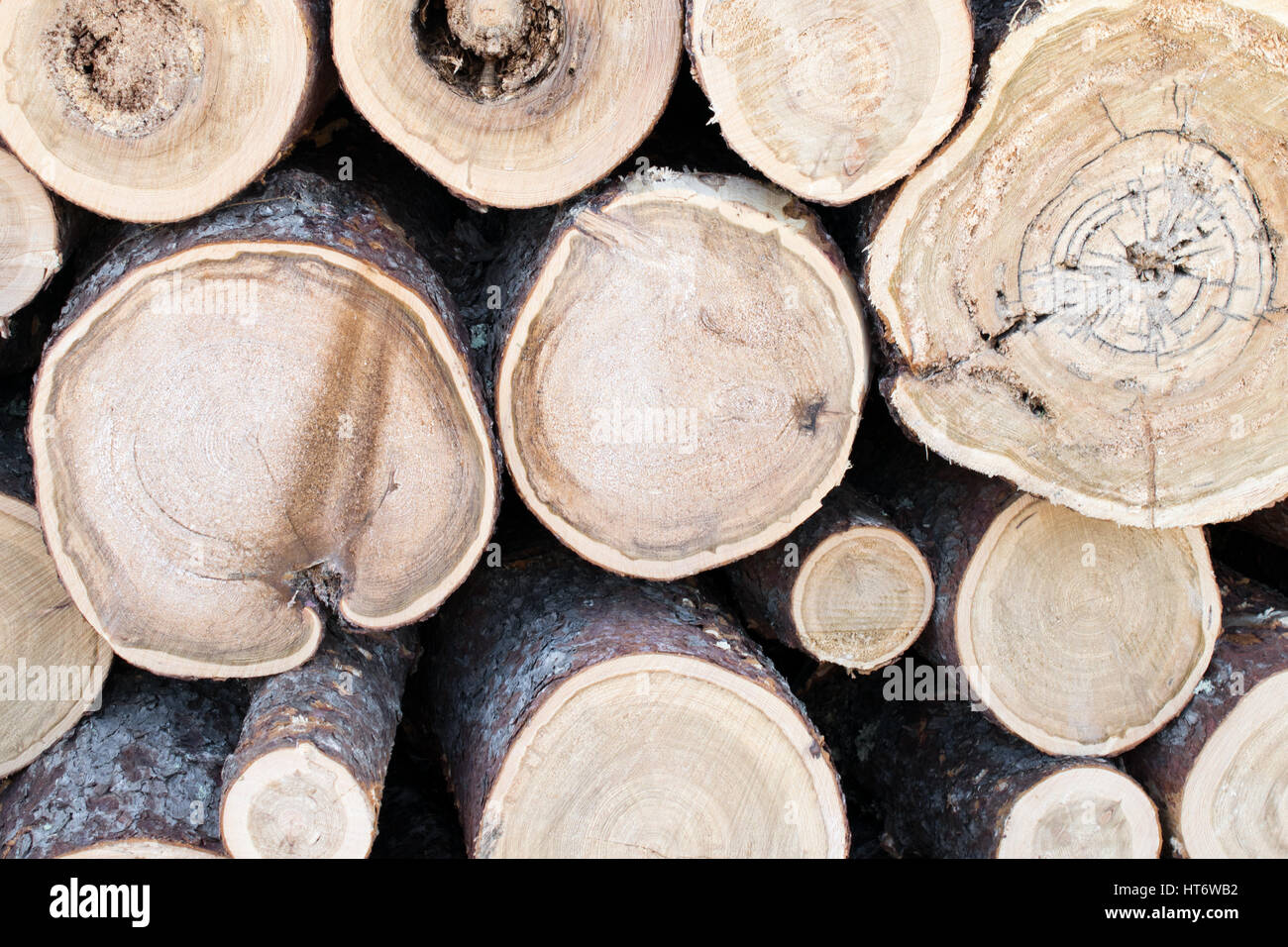 Log ends hi-res stock photography and images - Alamy