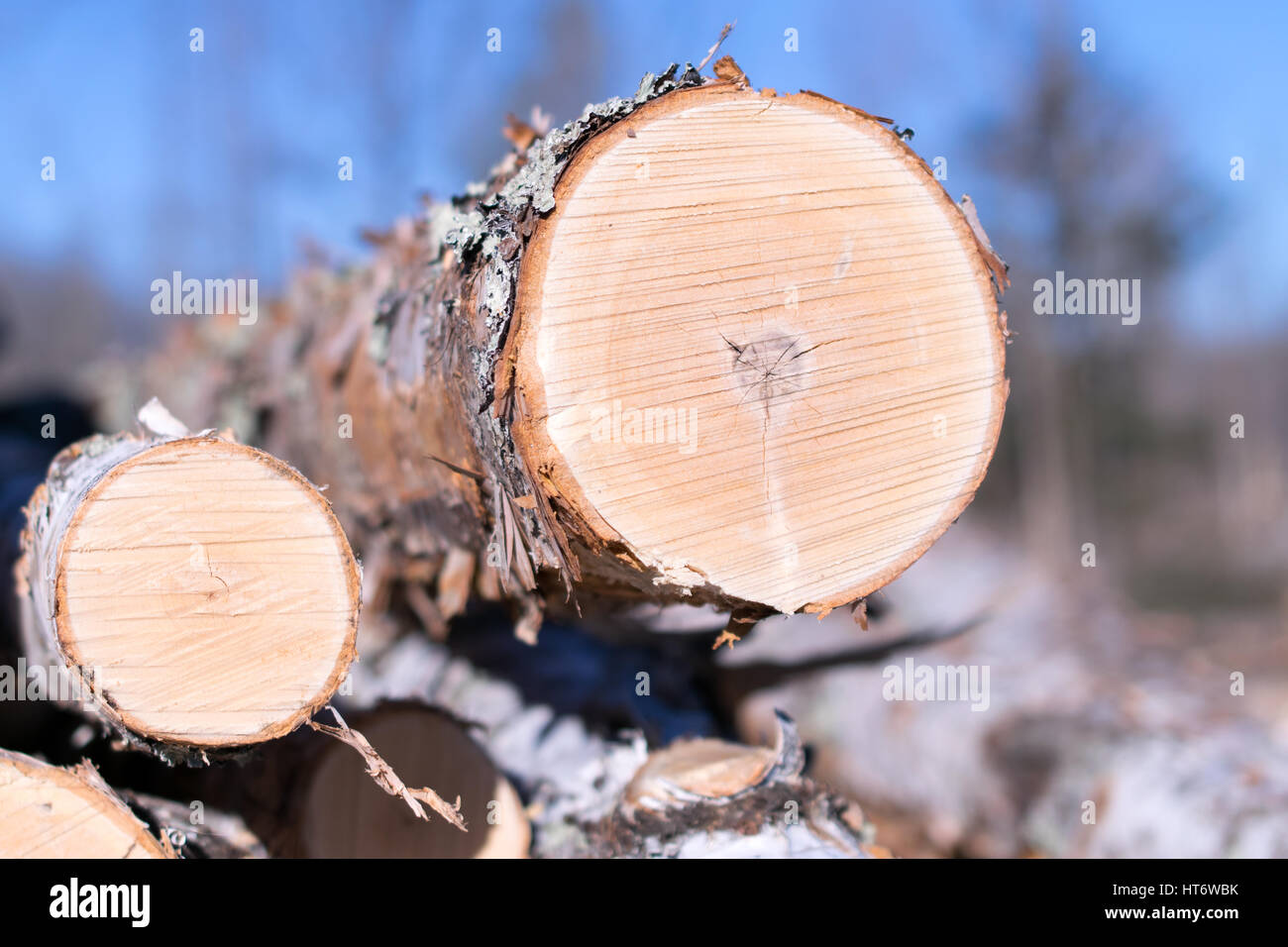 Birch Log with Blue Sky Stock Photo - Alamy