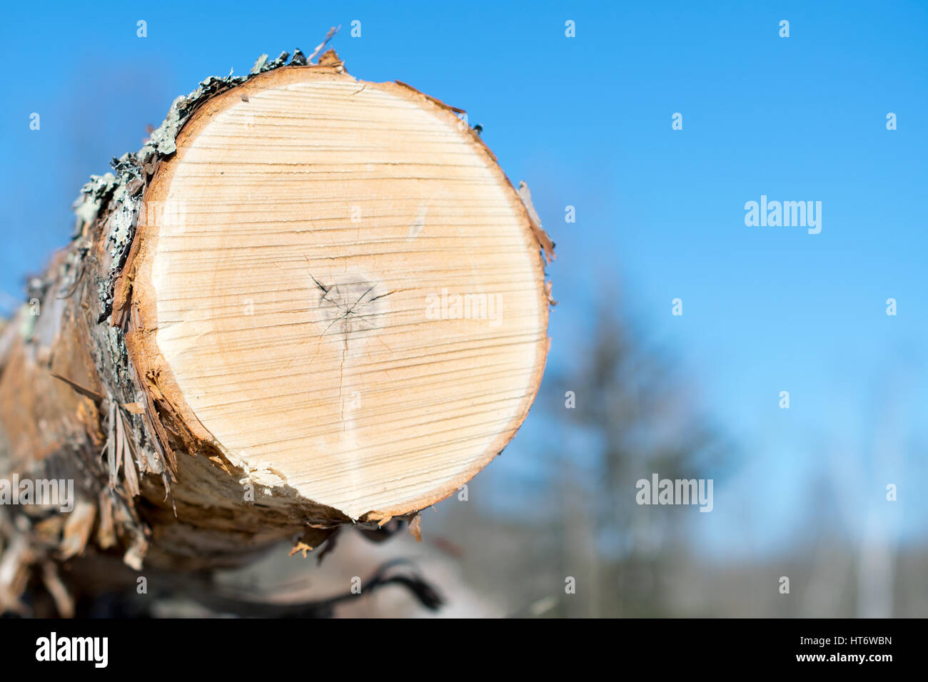 Birch Log End Stock Photo - Alamy