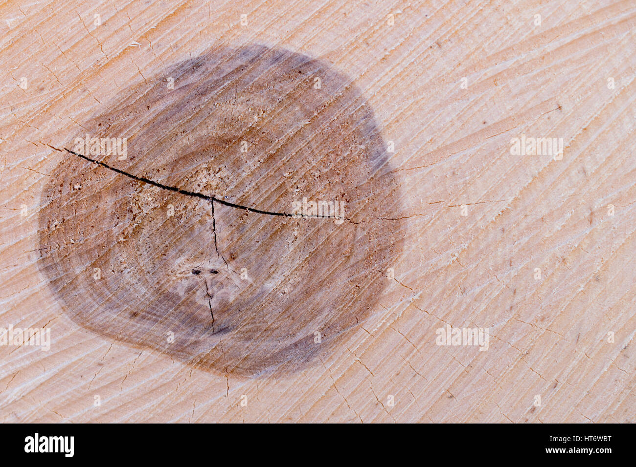 Wallpaper birch cut tree hi-res stock photography and images - Alamy