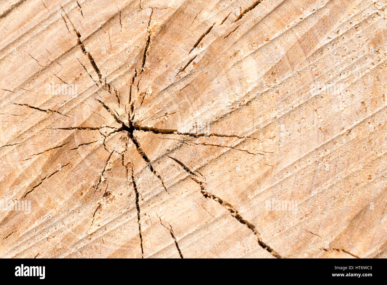 Paper Birch Growth Rings Stock Photo - Alamy