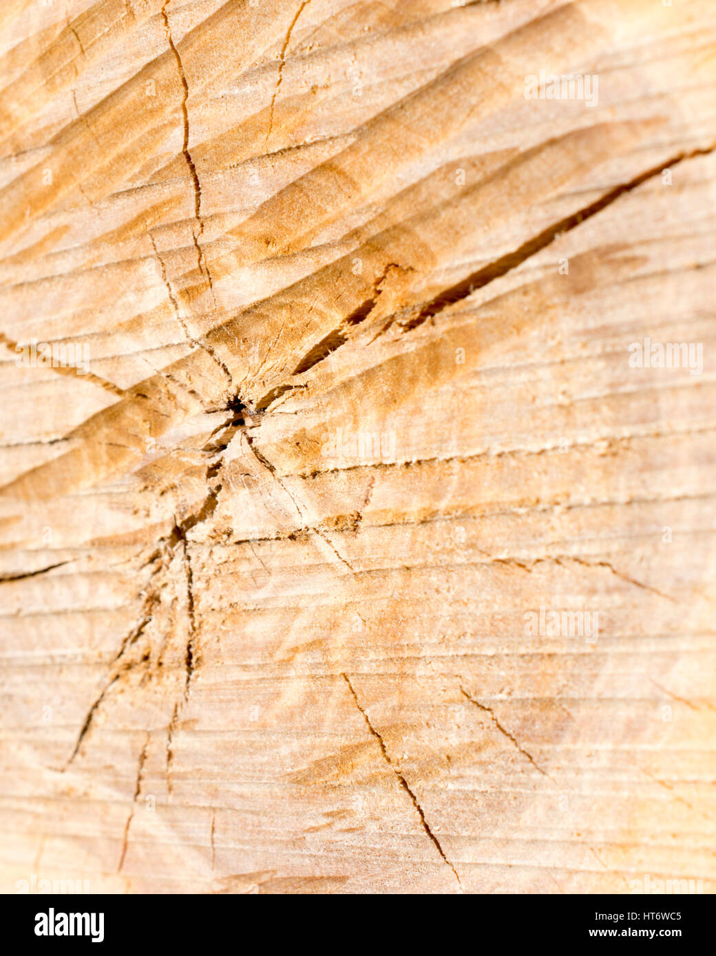 Cracked and Blurred Birch Log Stock Photo - Alamy