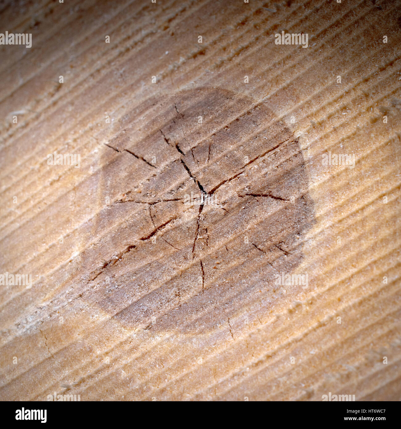 Sawed End of Birch Log Stock Photo - Alamy