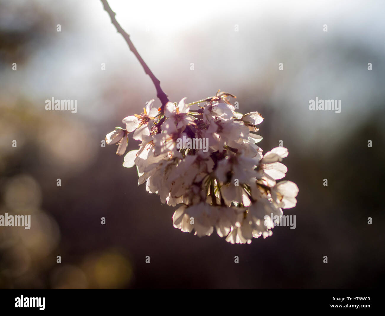Spring flower blossoms hi-res stock photography and images - Alamy