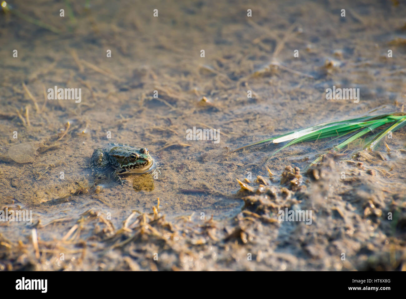 Frog in pond Stock Photo - Alamy