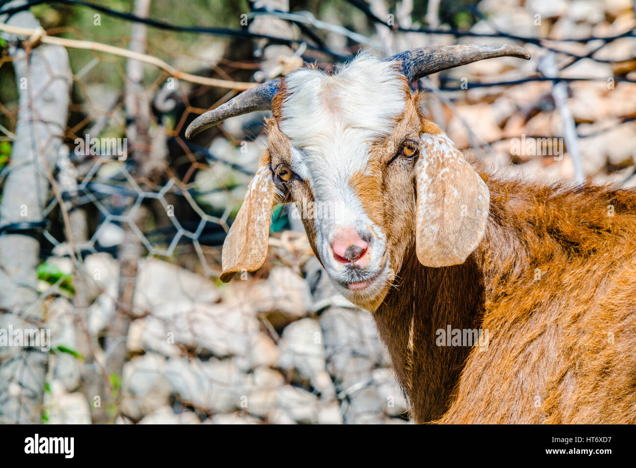 Goat Staring At Camera High Resolution Stock Photography and Images - Alamy