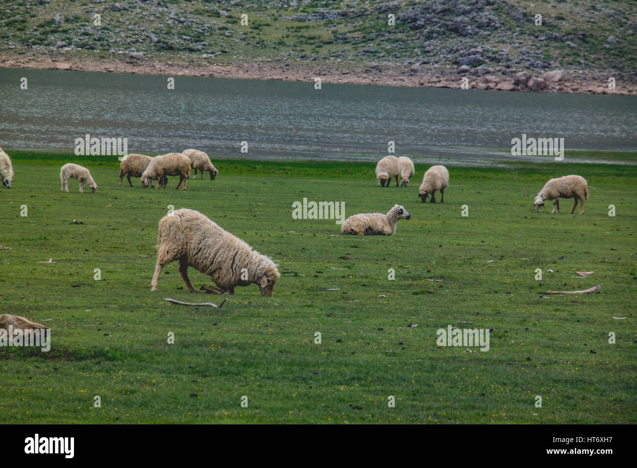 Willow sheep hi-res stock photography and images - Alamy