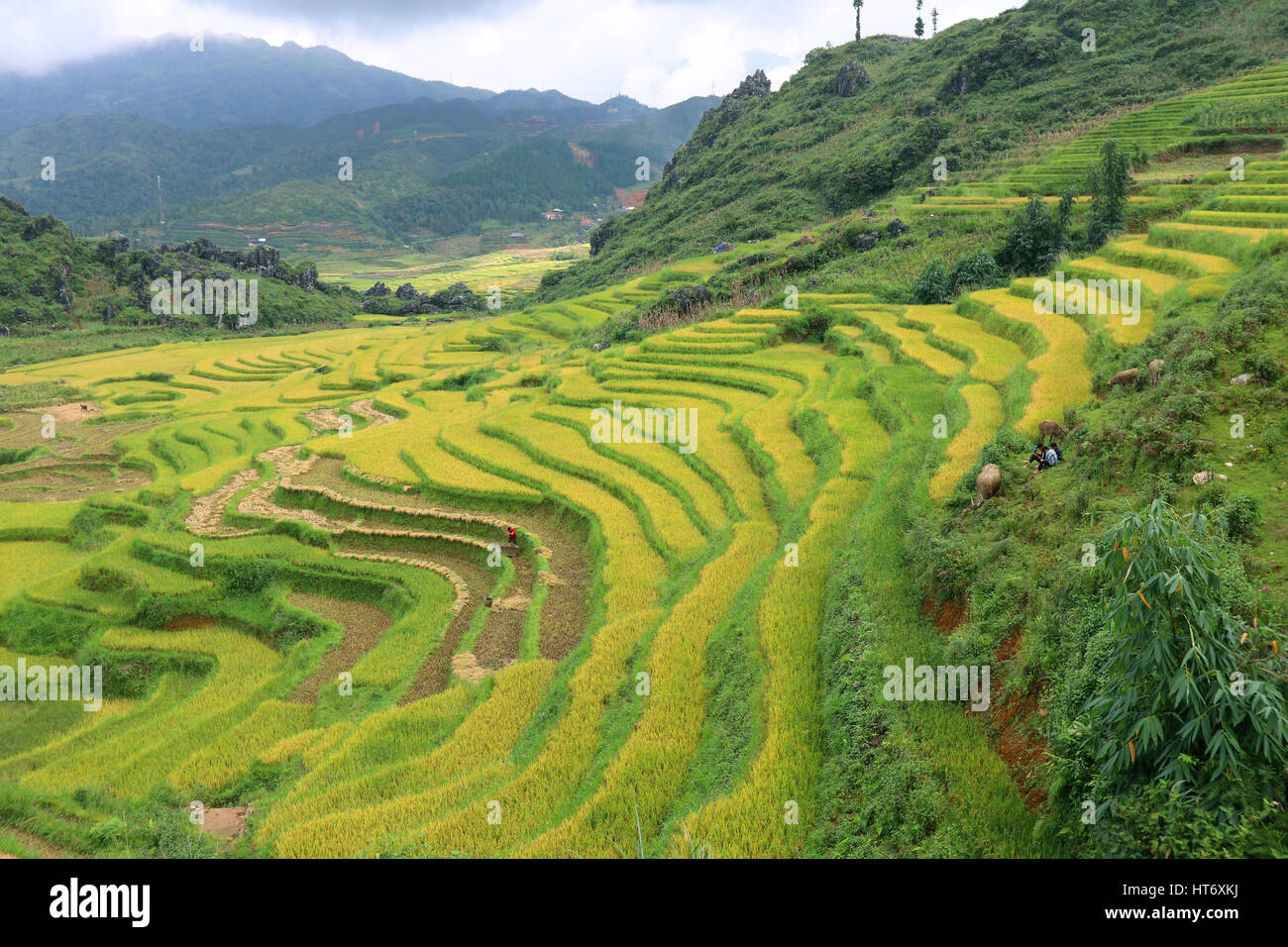 Landscape of terraced rice fields Stock Photo - Alamy