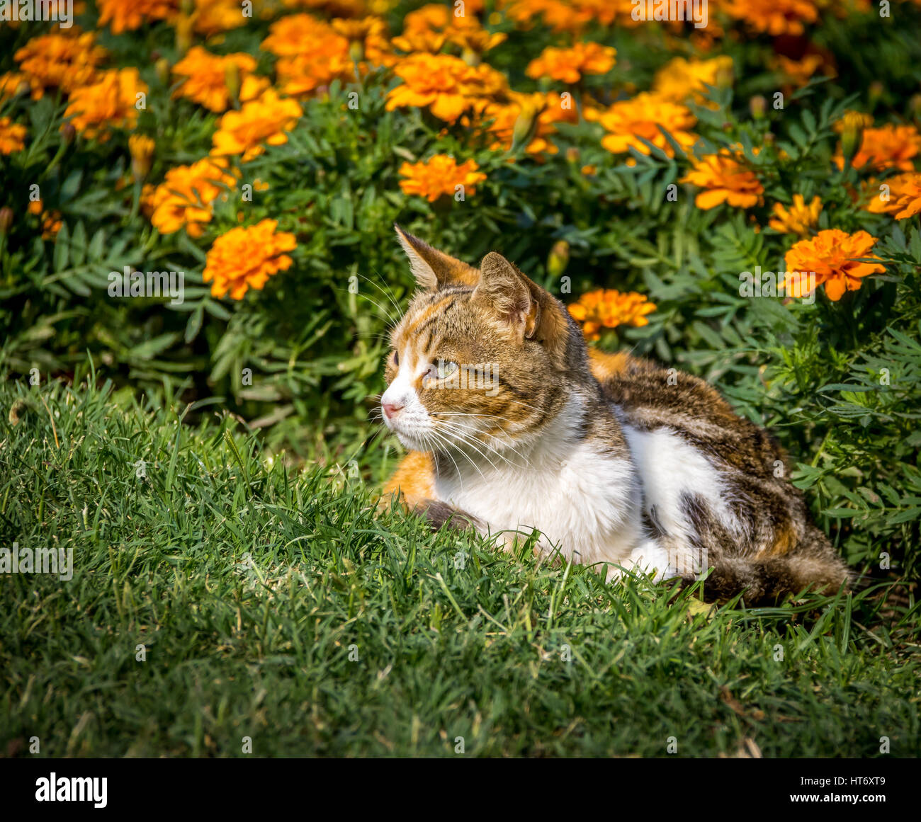 Cat in the garden with orange flowers Stock Photo - Alamy