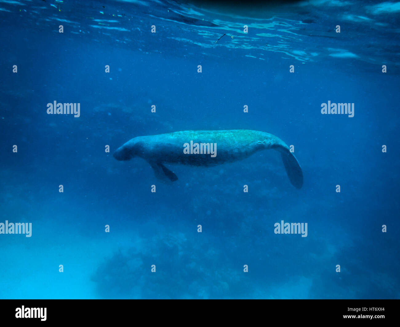 Manatee underwater in Caribbean Sea - Caye Caulker, Belize Stock Photo ...