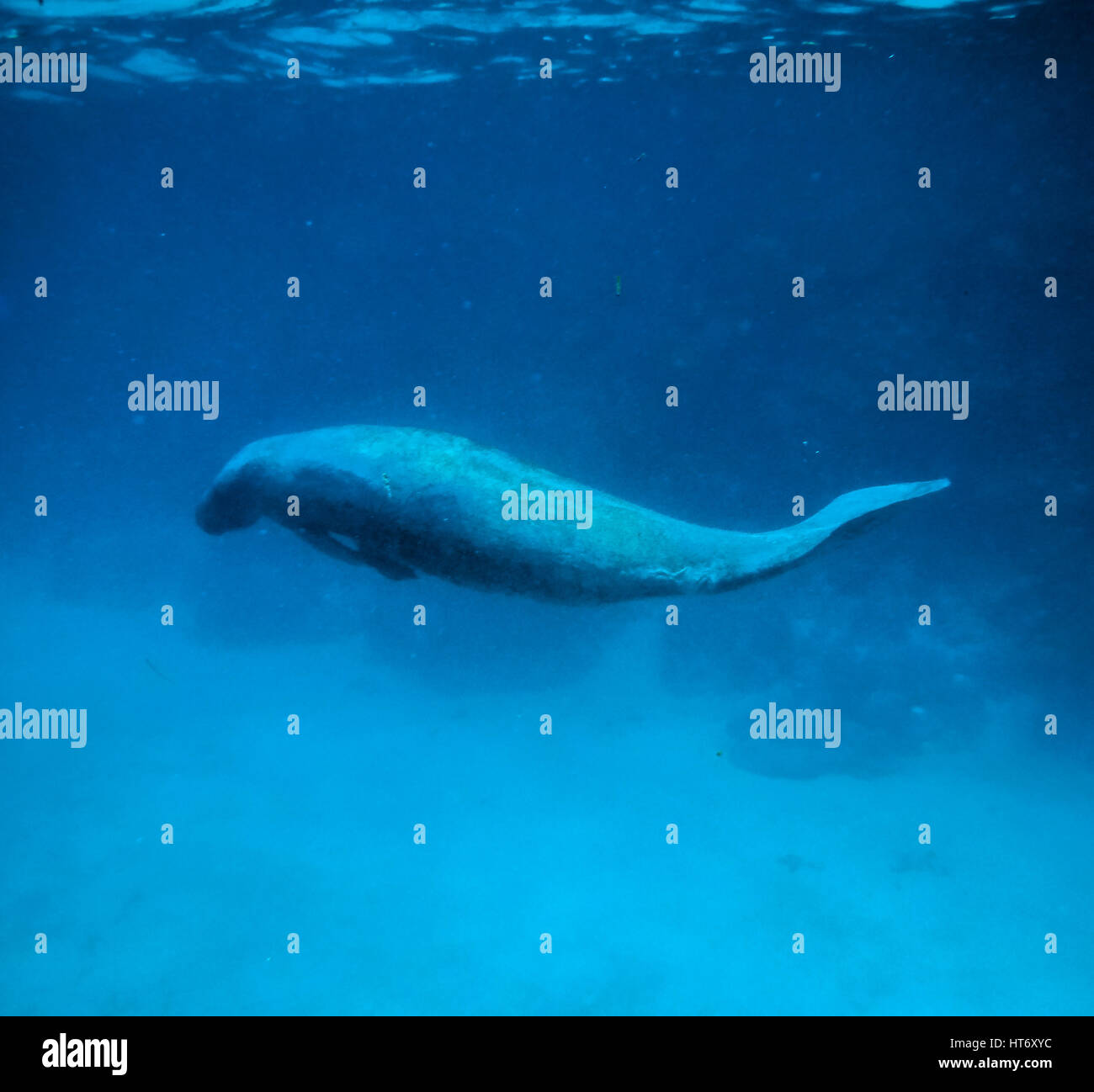 Manatees underwater hi-res stock photography and images - Alamy