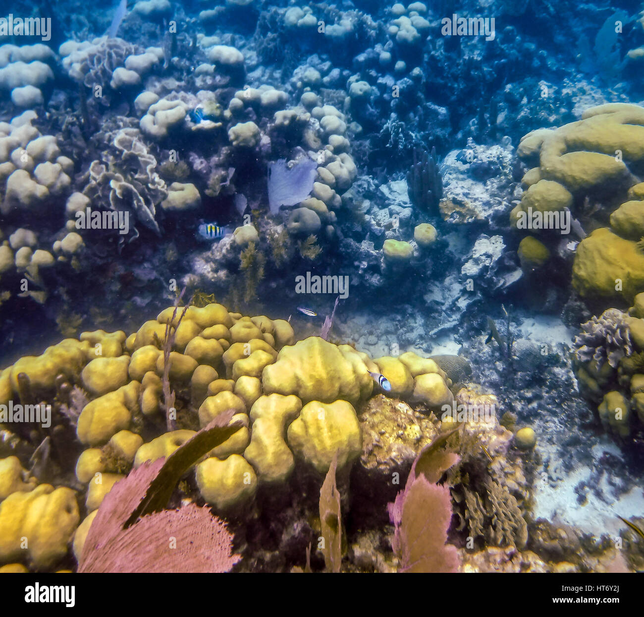Belize Coral Reef Underwater and fish Stock Photo - Alamy
