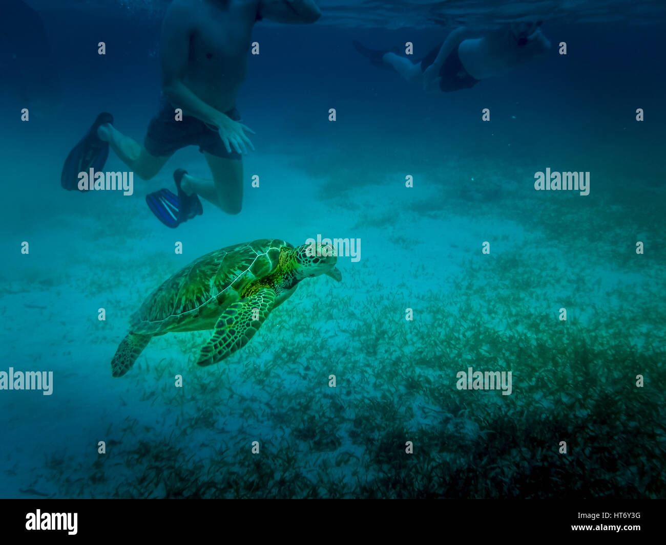 Sea turtle in caribbean sea - Caye Caulker, Belize Stock Photo - Alamy