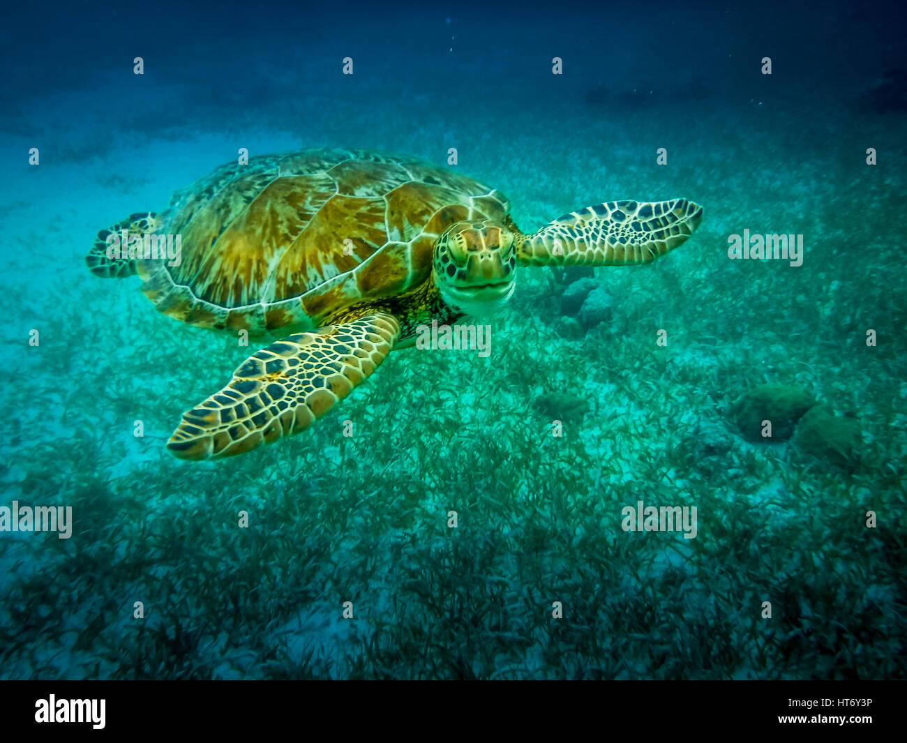 Sea turtle in caribbean sea - Caye Caulker, Belize Stock Photo - Alamy