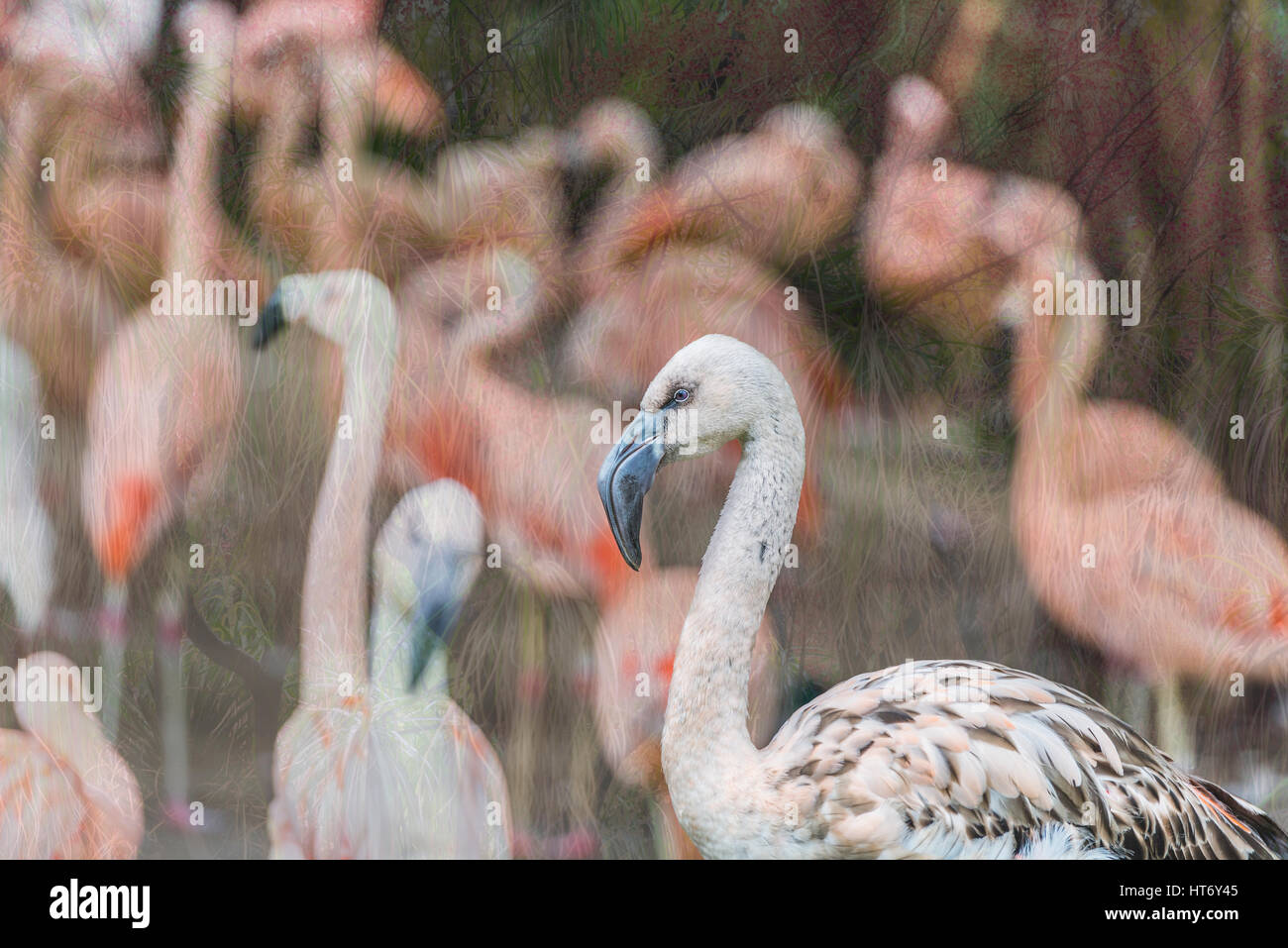 Junior Gray Flamingo in Flock Stock Photo - Alamy