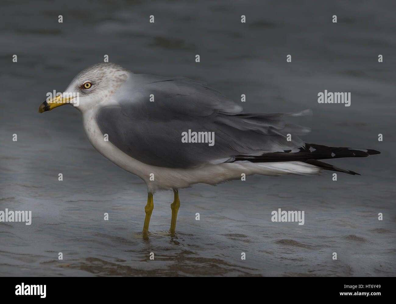 Grumpy Seagull Portrait Stock Photo - Alamy