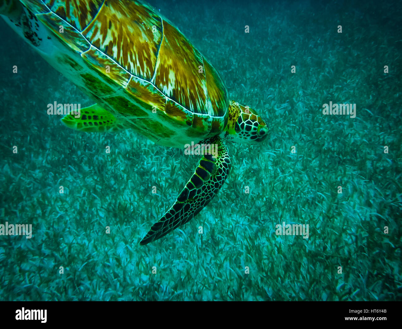 Sea turtle in caribbean sea - Caye Caulker, Belize Stock Photo - Alamy
