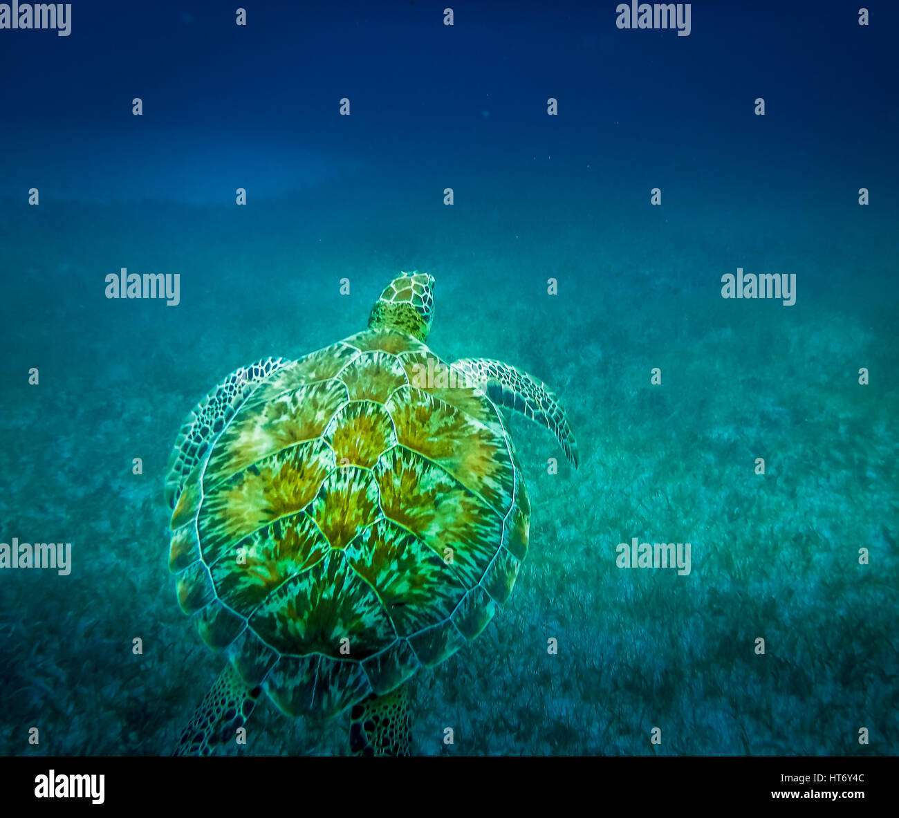 Turtles in belize hi-res stock photography and images - Alamy