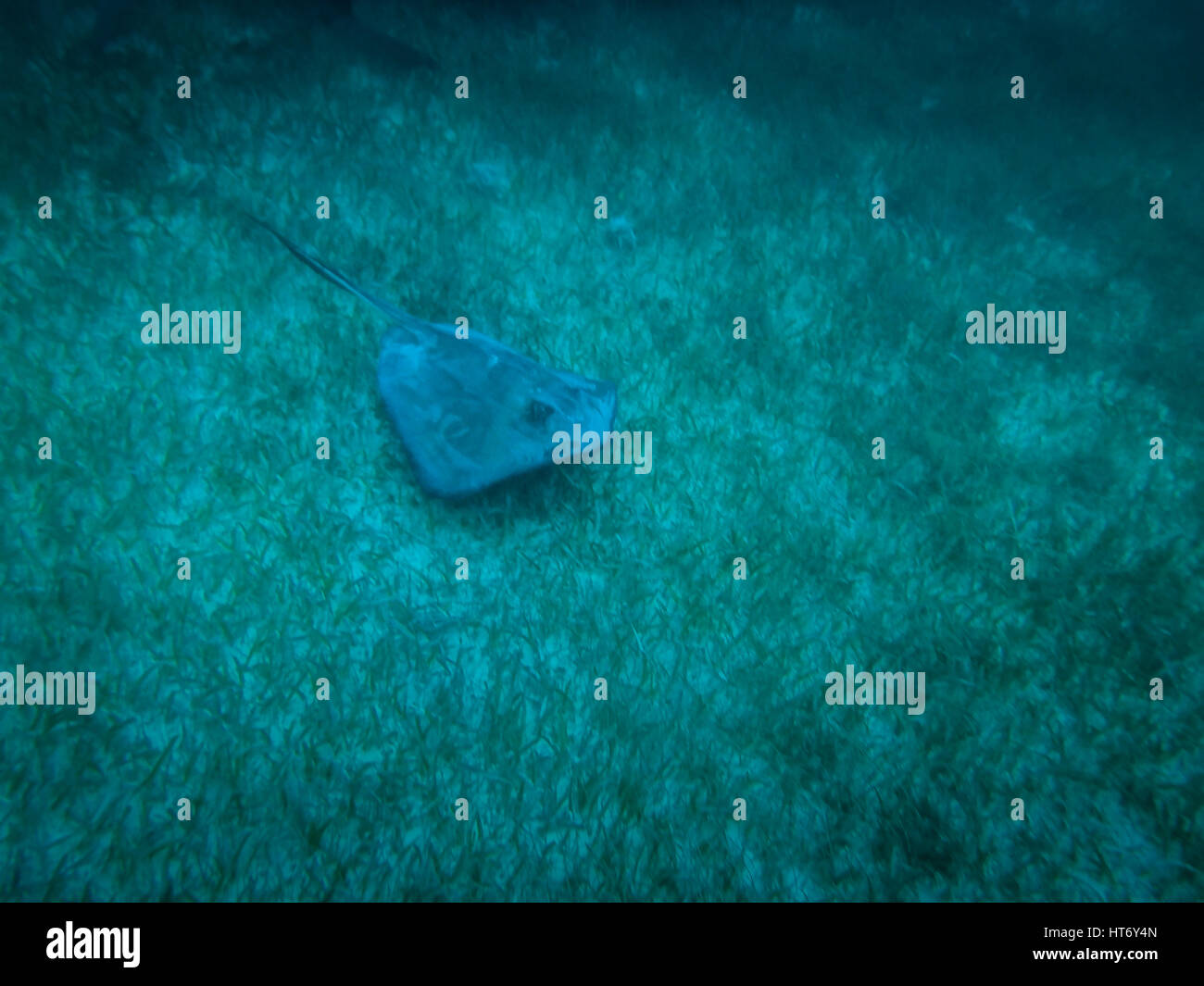 Stingray in caribbean sea - Caye Caulker, Belize Stock Photo - Alamy