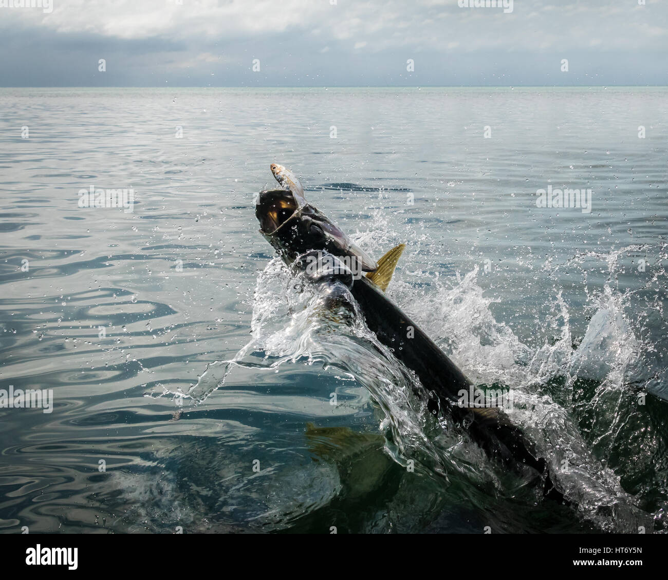 Tarpon fish jumping out of water - Caye Caulker, Belize Stock Photo - Alamy