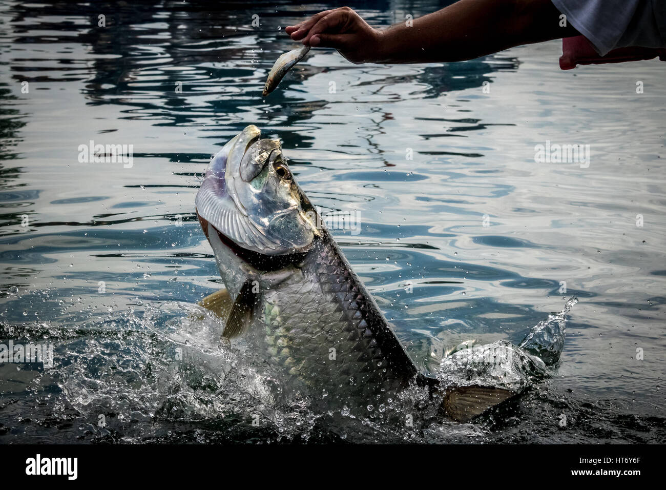 Tarpon fish jumping hi-res stock photography and images - Alamy