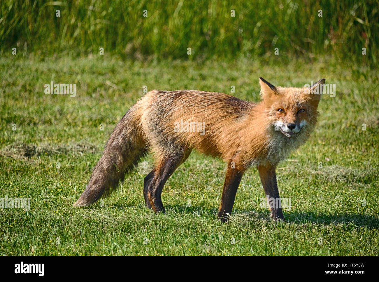 An American red fox (vulpes vulpes) was surprised while hunting in a ...