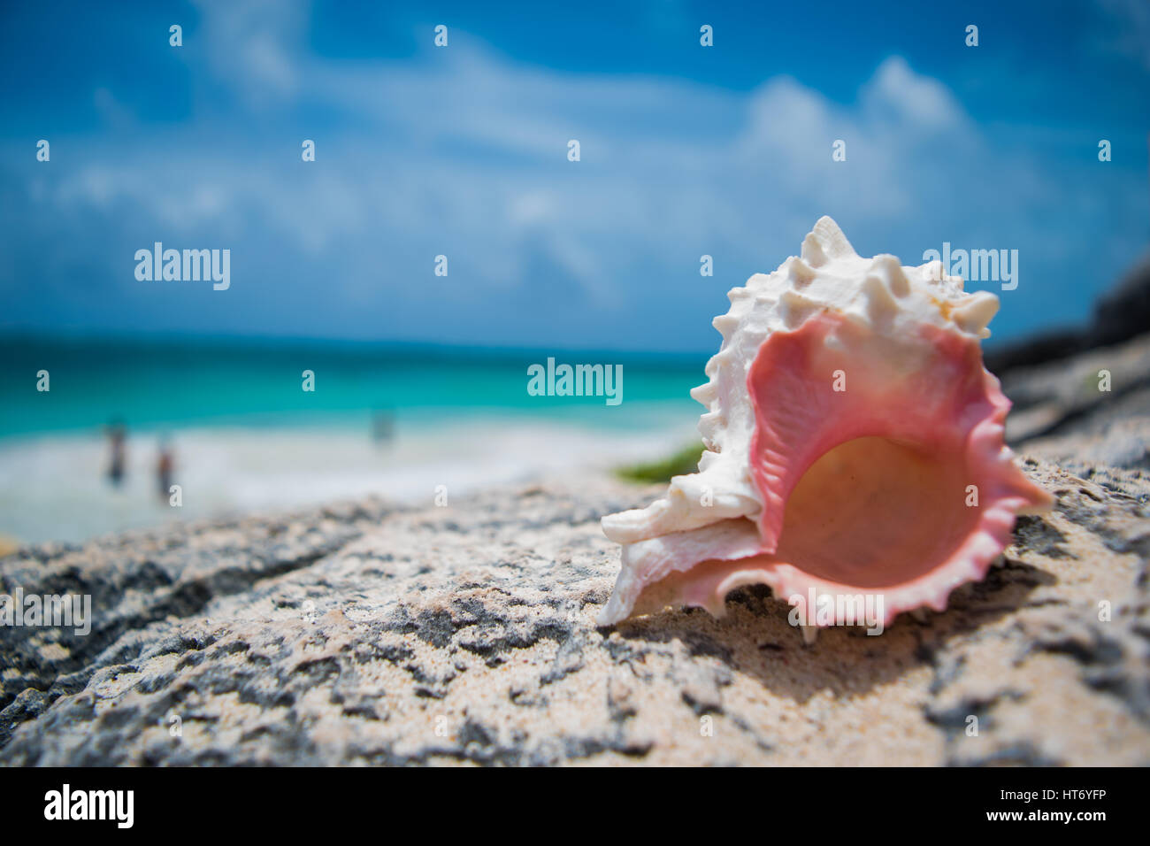 Mexico snail hi-res stock photography and images - Alamy