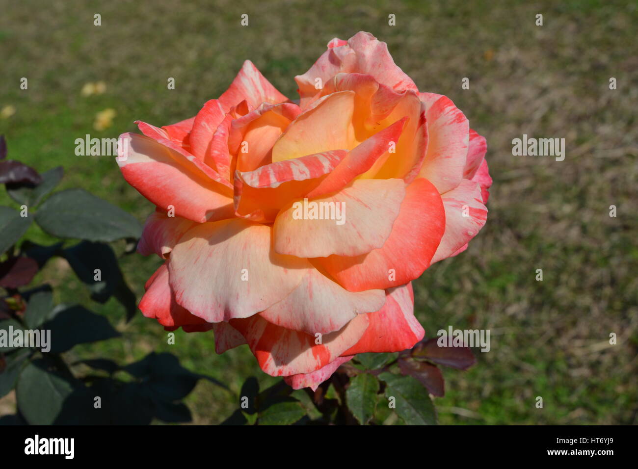 Tri Color Rose Stock Photo - Alamy