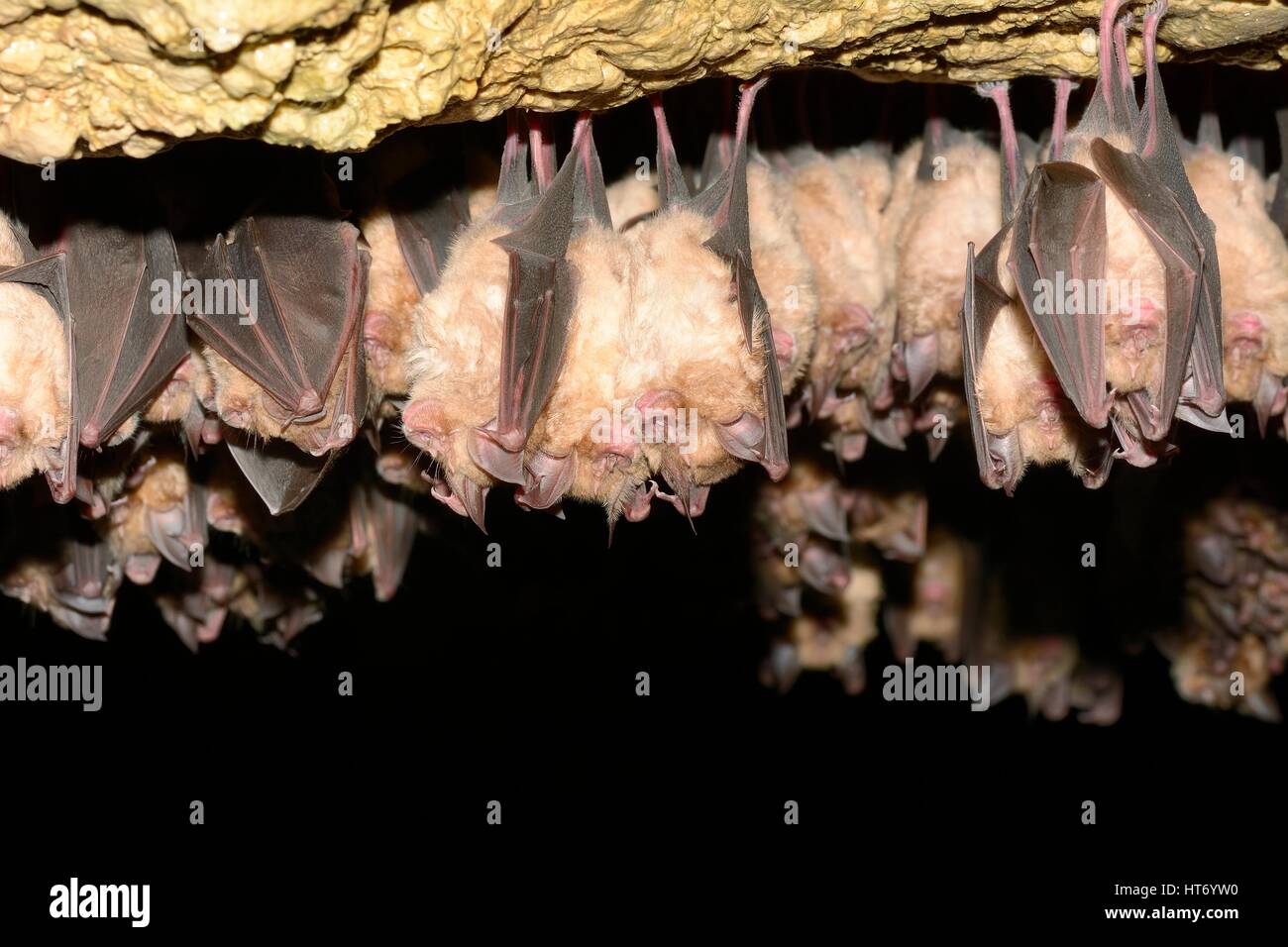 Groups of sleeping bats in cave - Lesser mouse-eared bat (Myotis ...