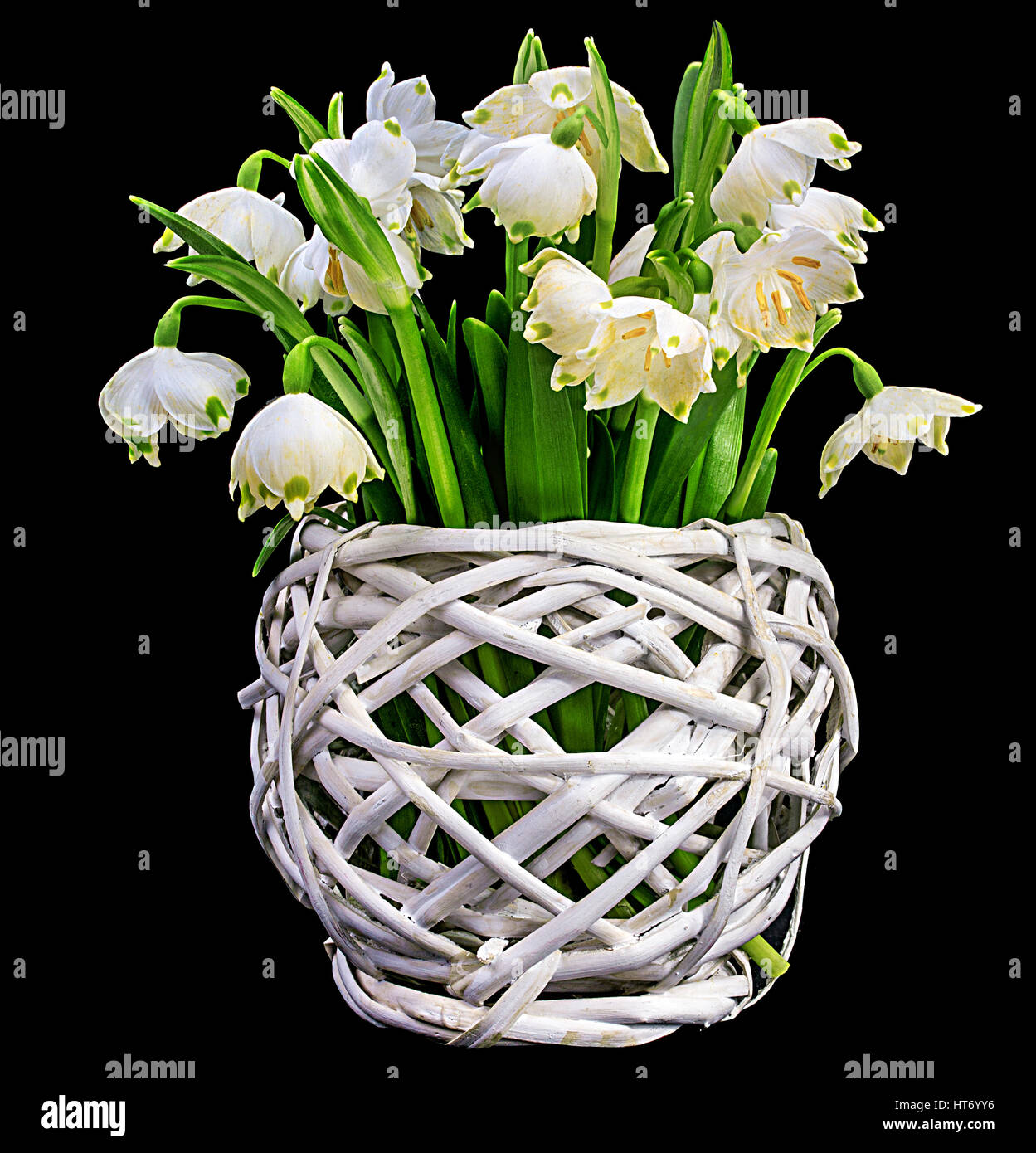 Bouquet of snowdrops, isolated on white Stock Photo - Alamy