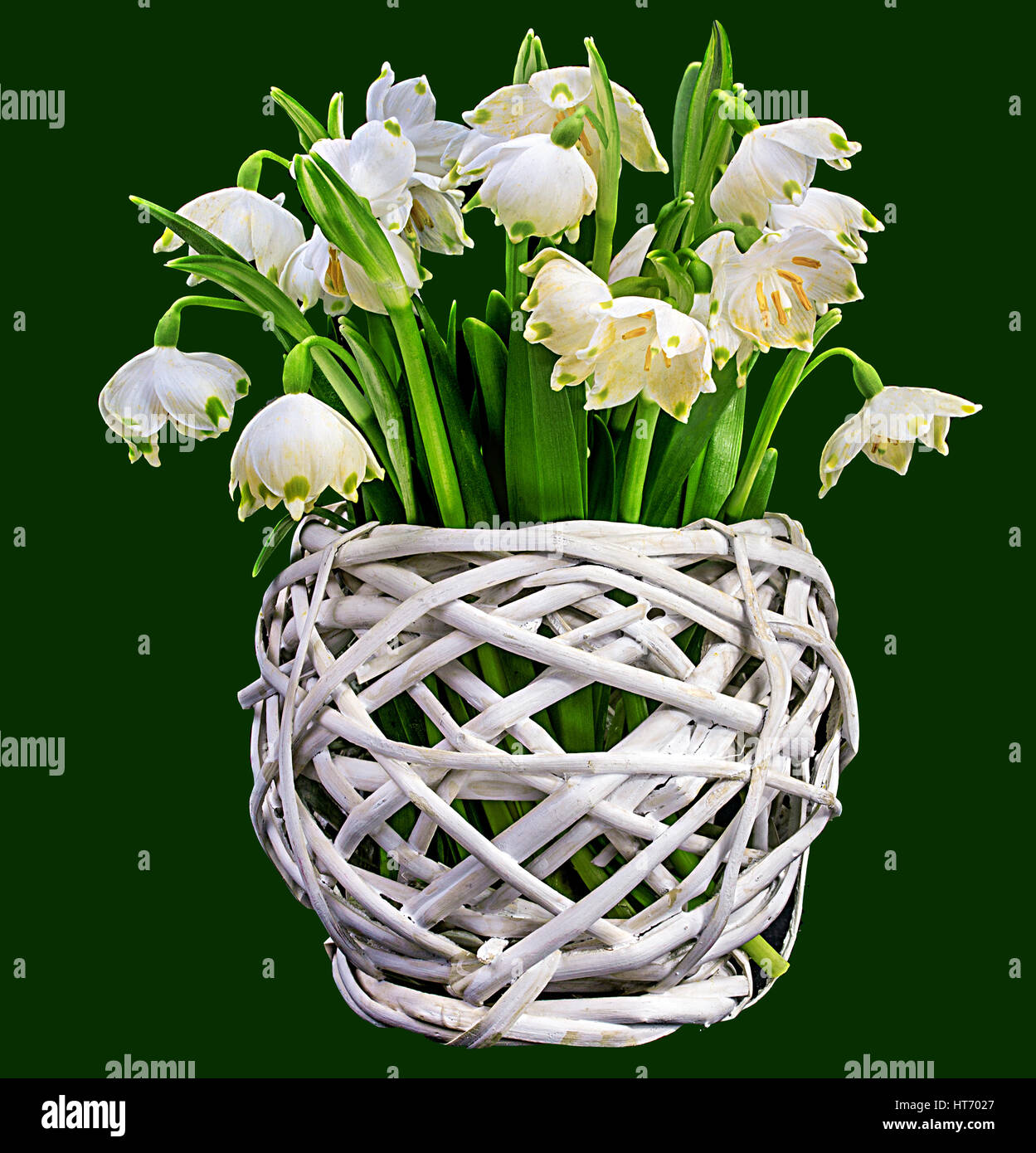 Bouquet of snowdrops hi-res stock photography and images - Alamy