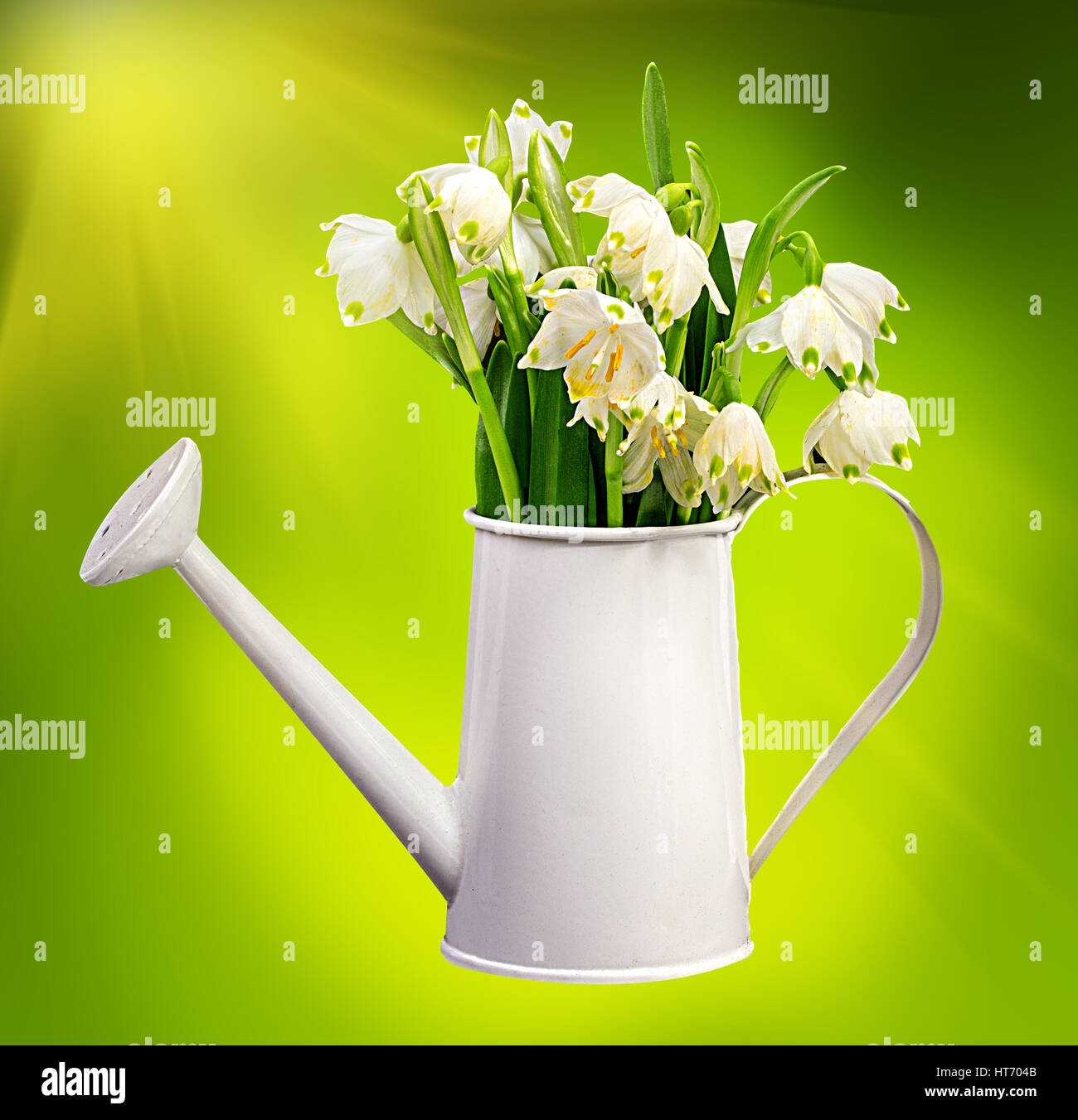 Bouquet of snowdrops, isolated on white Stock Photo - Alamy