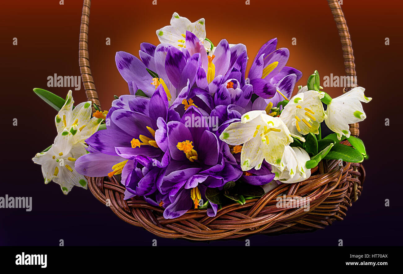 Bouquet of snowdrops, isolated on white Stock Photo - Alamy