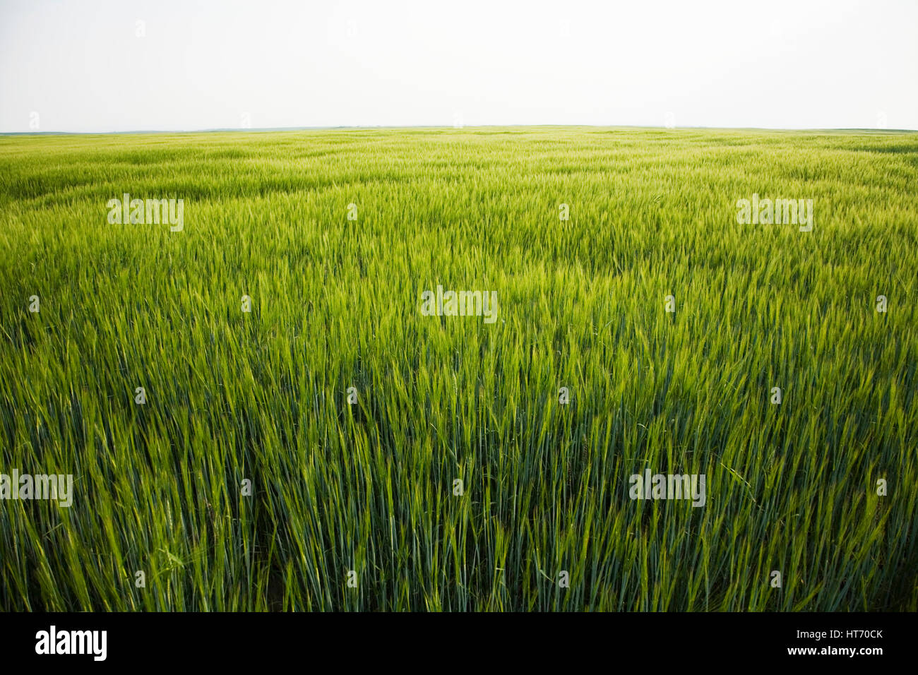 wheat crop Central Alberta, Canada Stock Photo - Alamy