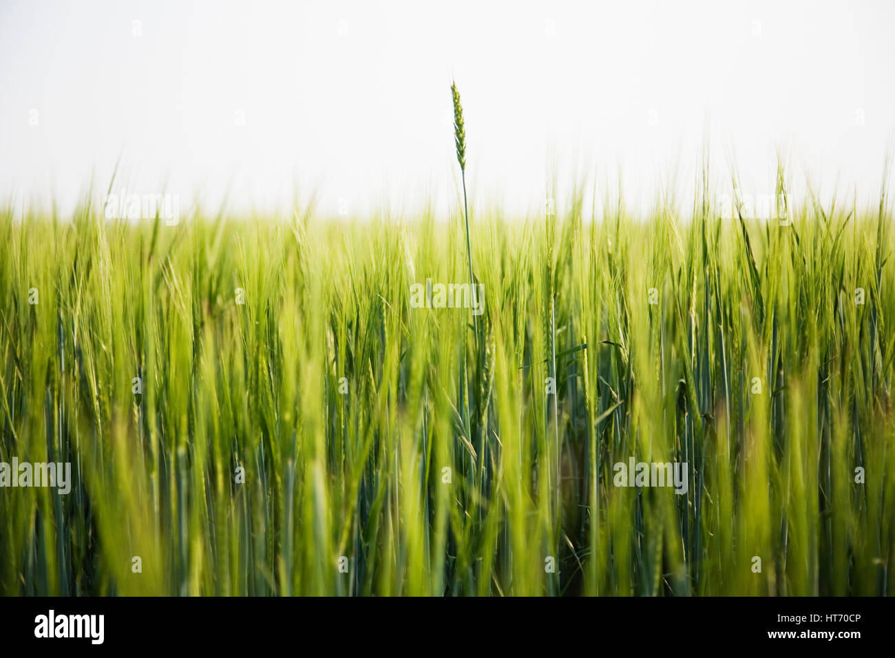 wheat crop Central Alberta, Canada Stock Photo - Alamy