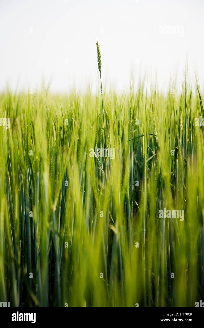wheat crop Central Alberta, Canada Stock Photo - Alamy
