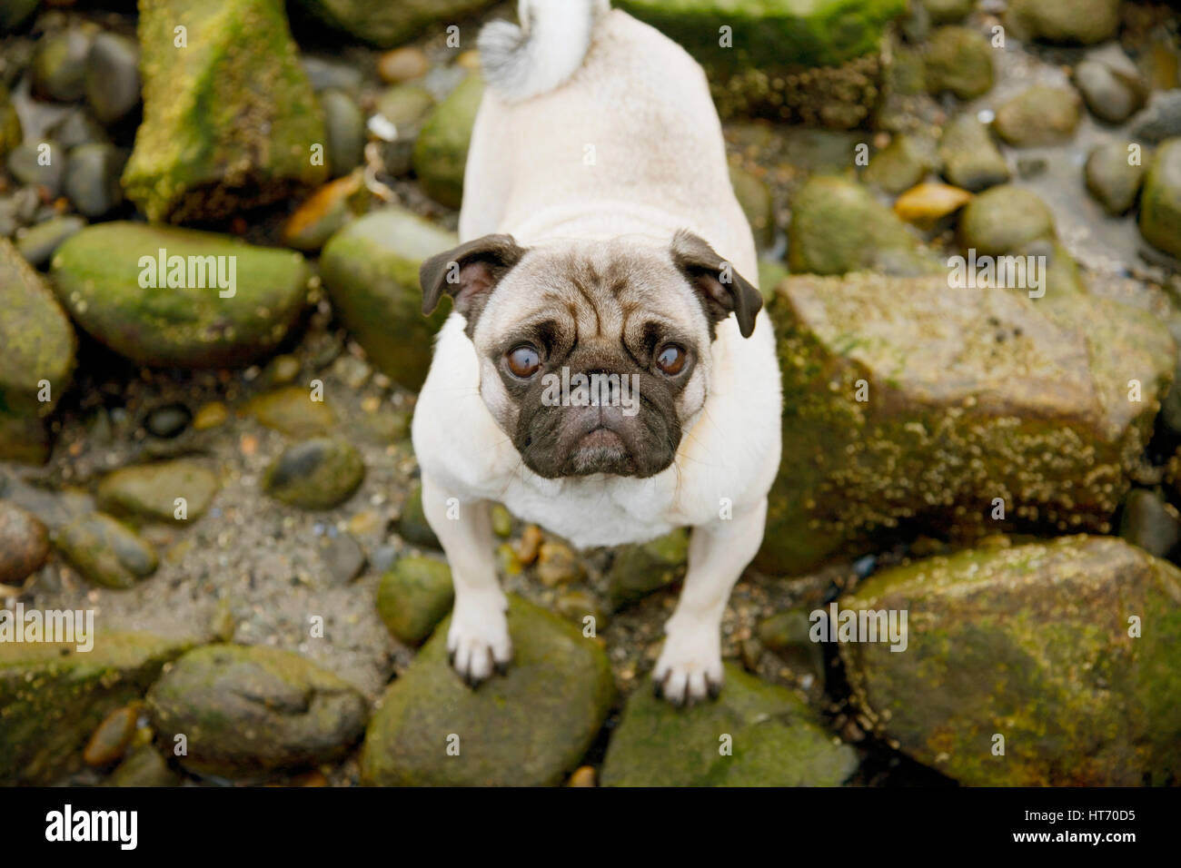 Pug at the ocean Stock Photo - Alamy