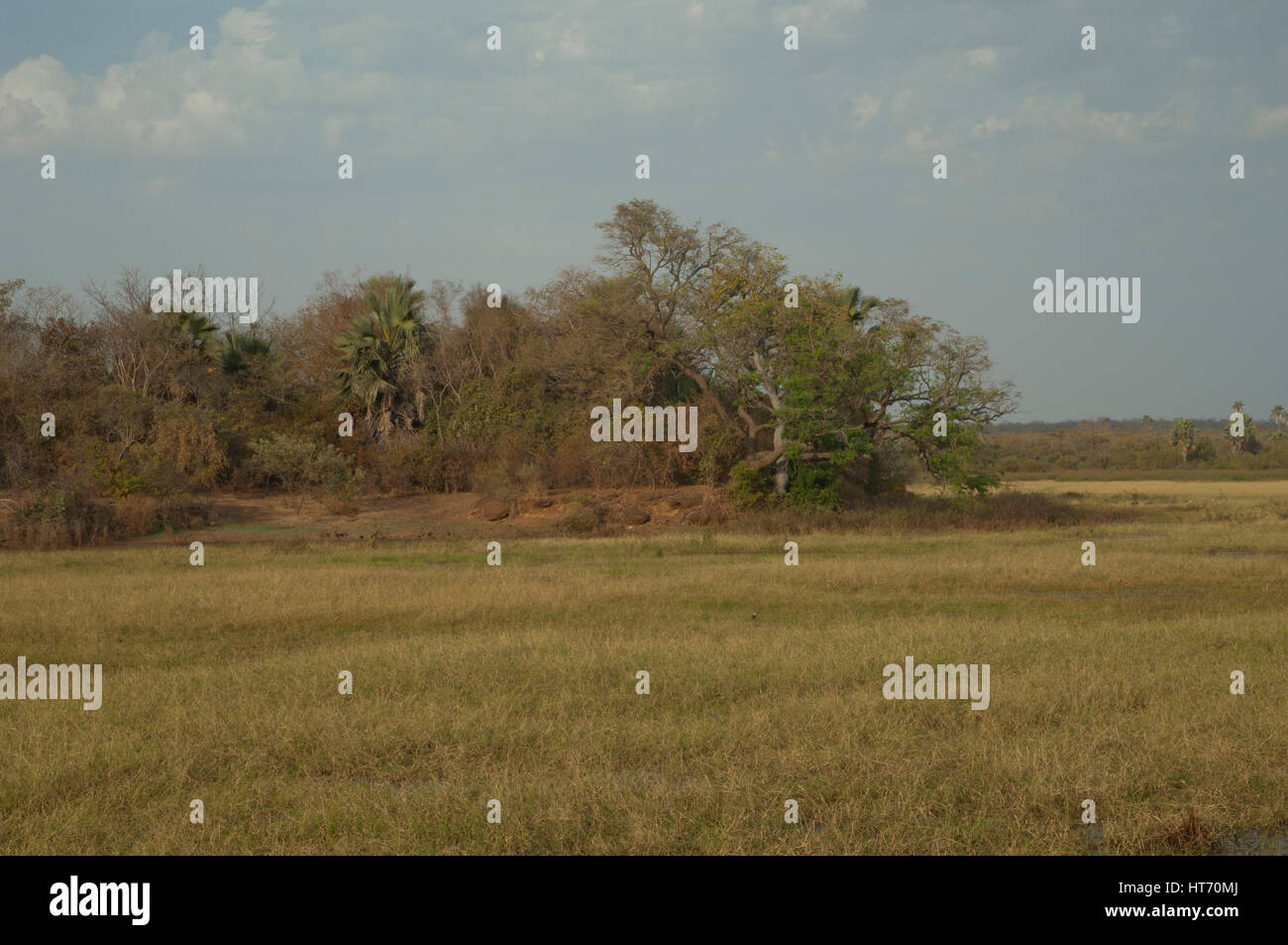 Grasslands Palm Trees High Resolution Stock Photography and Images - Alamy