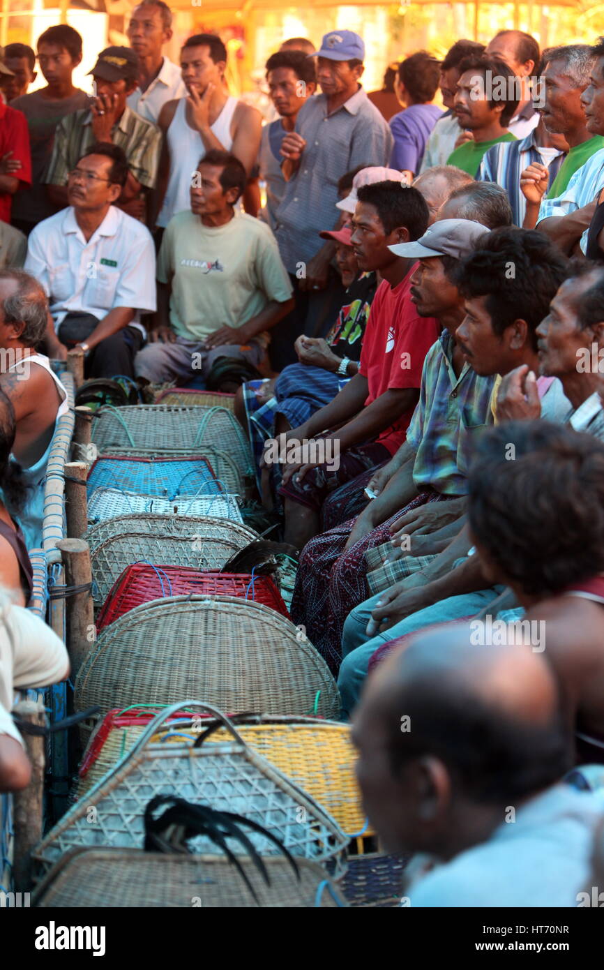 a traditional cook fight on the Island Nusa Lembongan Island near the ...